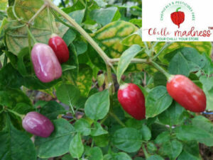 Aji Ayuyo Chilli Pepper a Beautiful, Rare & Wild Chilli from Peru 10 ...